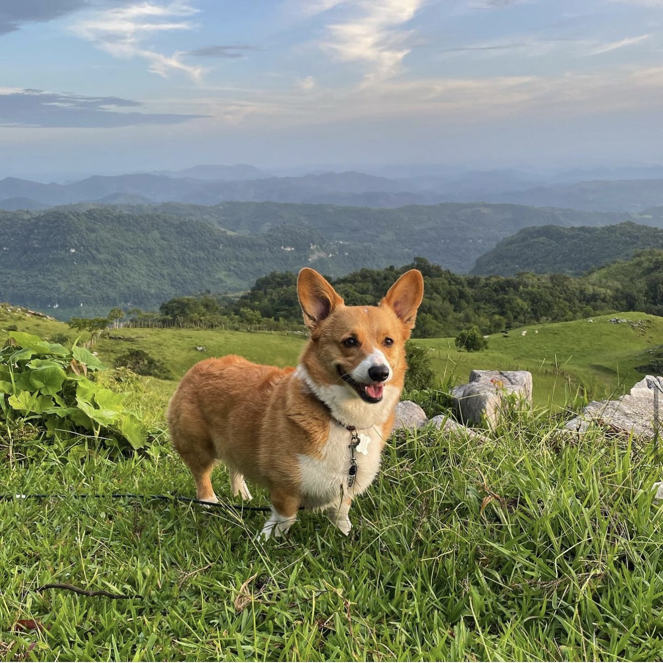 Home - Braidwood Corgis